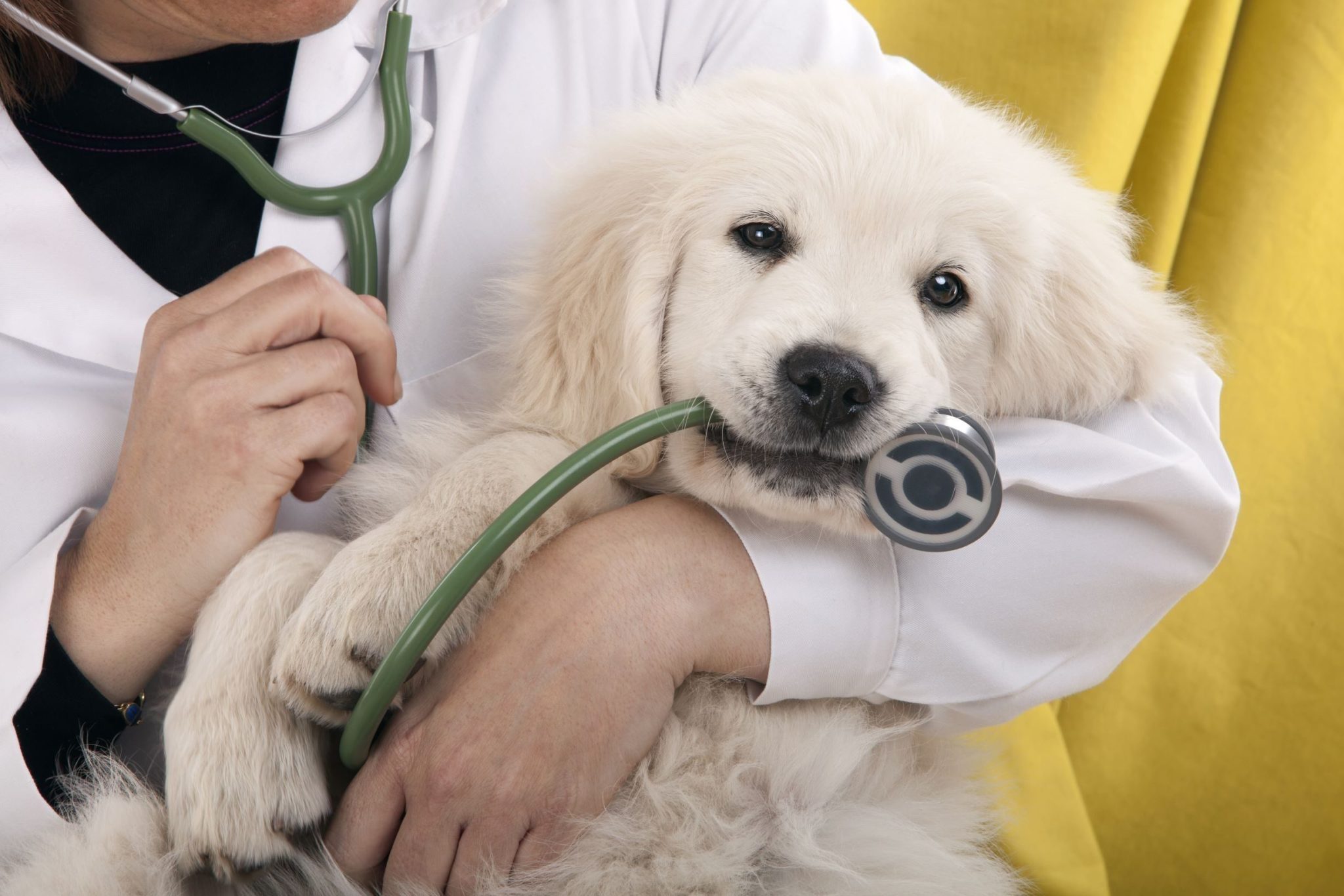 Veterinary Compounding – Barneys Pharmacy